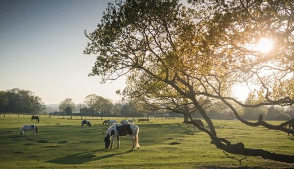 New Forest Attraction Information | New Forest National Park