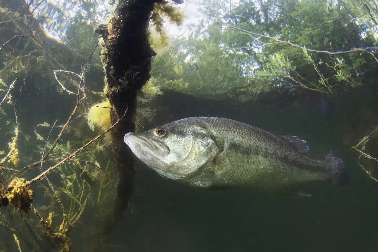 Water Clarity And Its Impact On Bass Behaviour | New Forest National Park